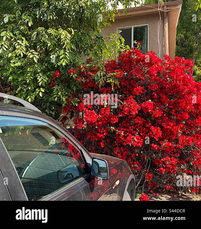 My vehicle near bushes of flowers Stock Photo - Alamy