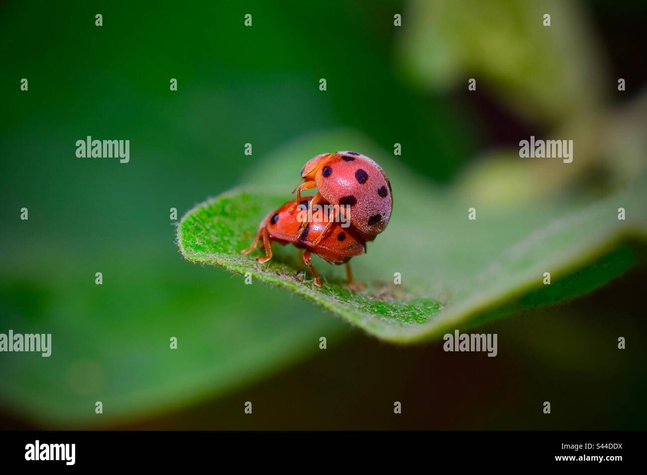 Ladybird in nature hi-res stock photography and images - Alamy