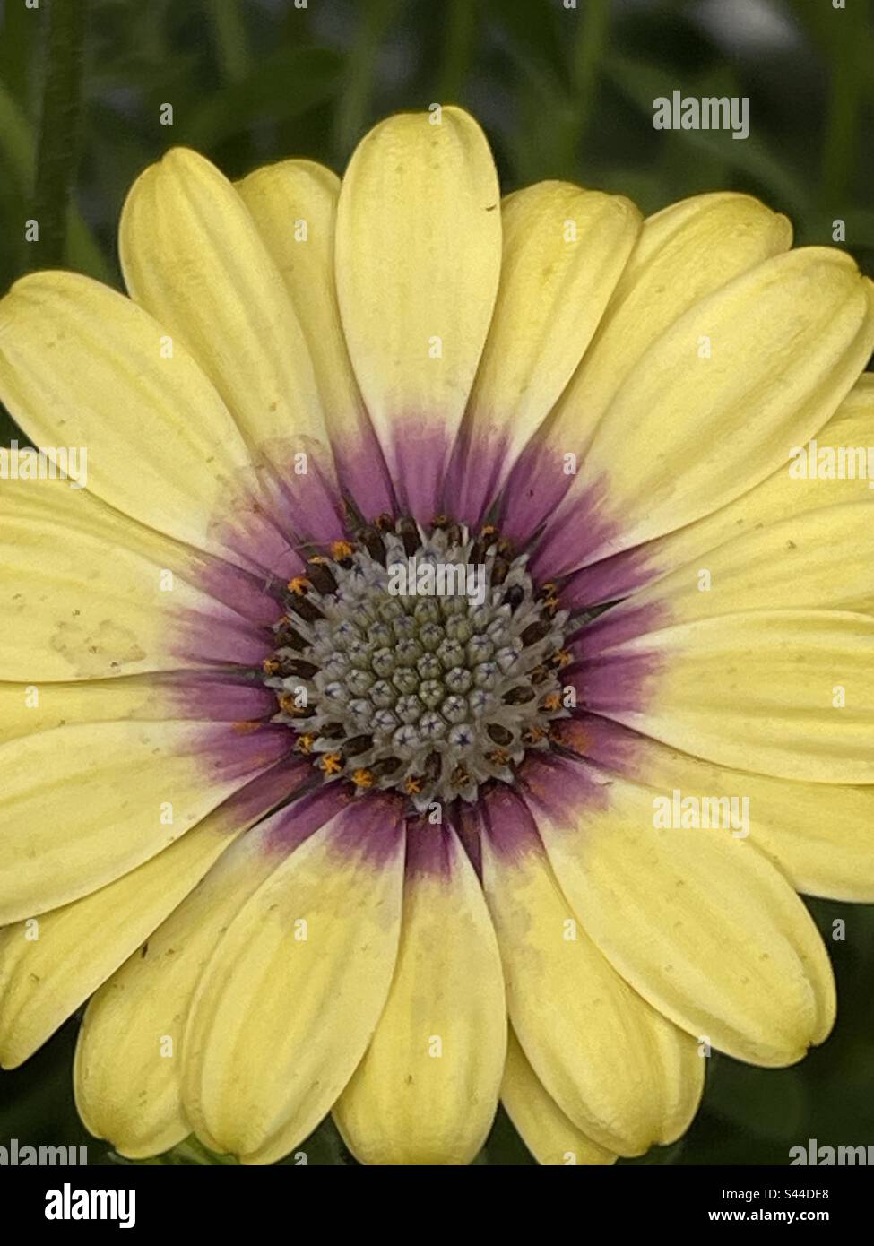 Yellow daisy like flower hi-res stock photography and images - Alamy