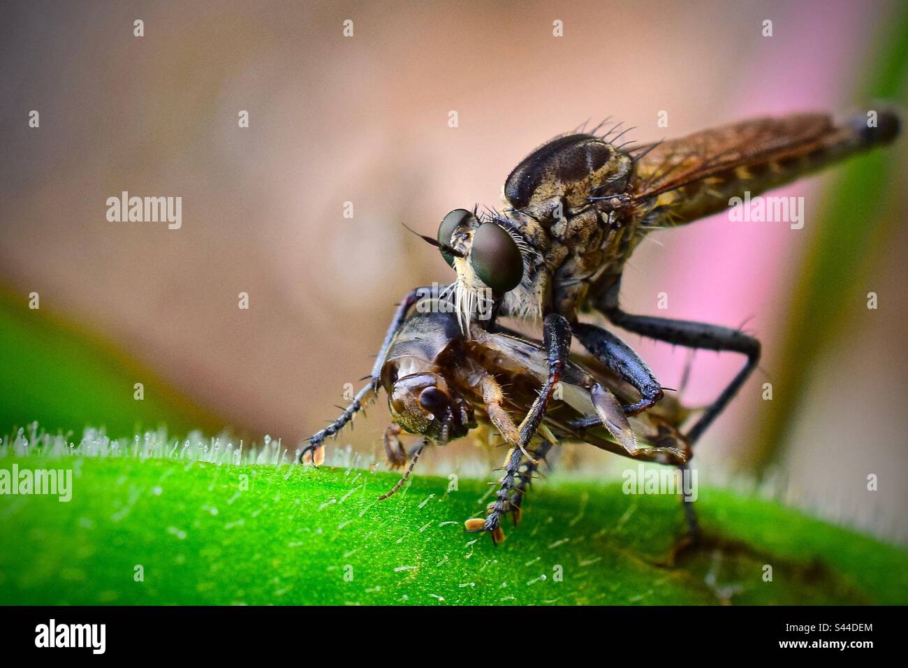 Love bite hi-res stock photography and images - Alamy