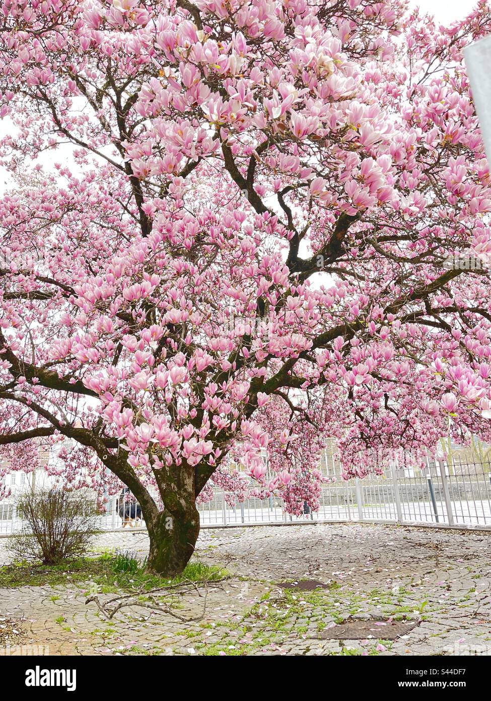 Magnolia tree flower hi-res stock photography and images - Alamy