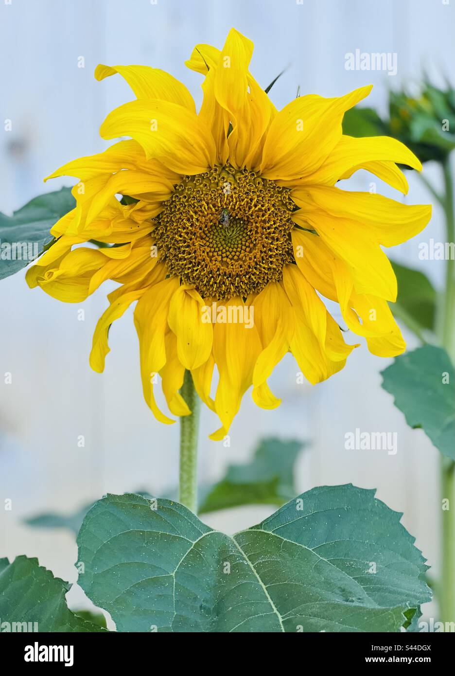 Sunflower in front of a barn Stock Photo - Alamy