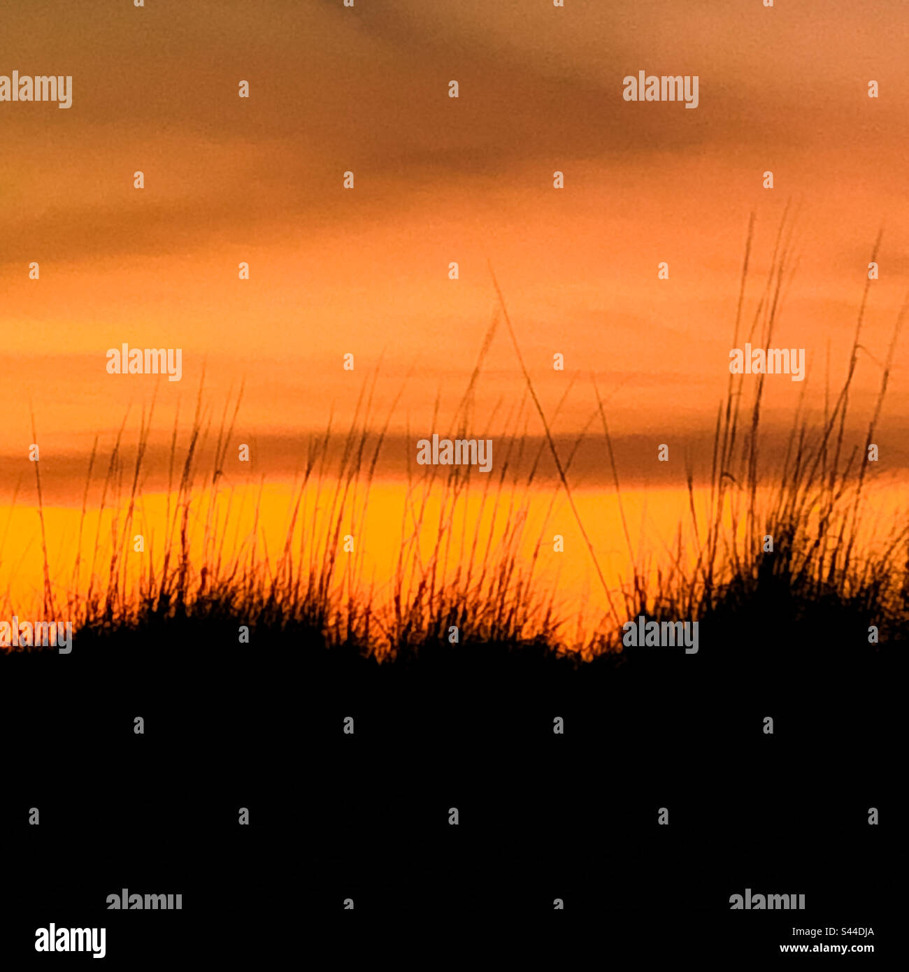 Gulf of mexico sunset hi-res stock photography and images - Alamy