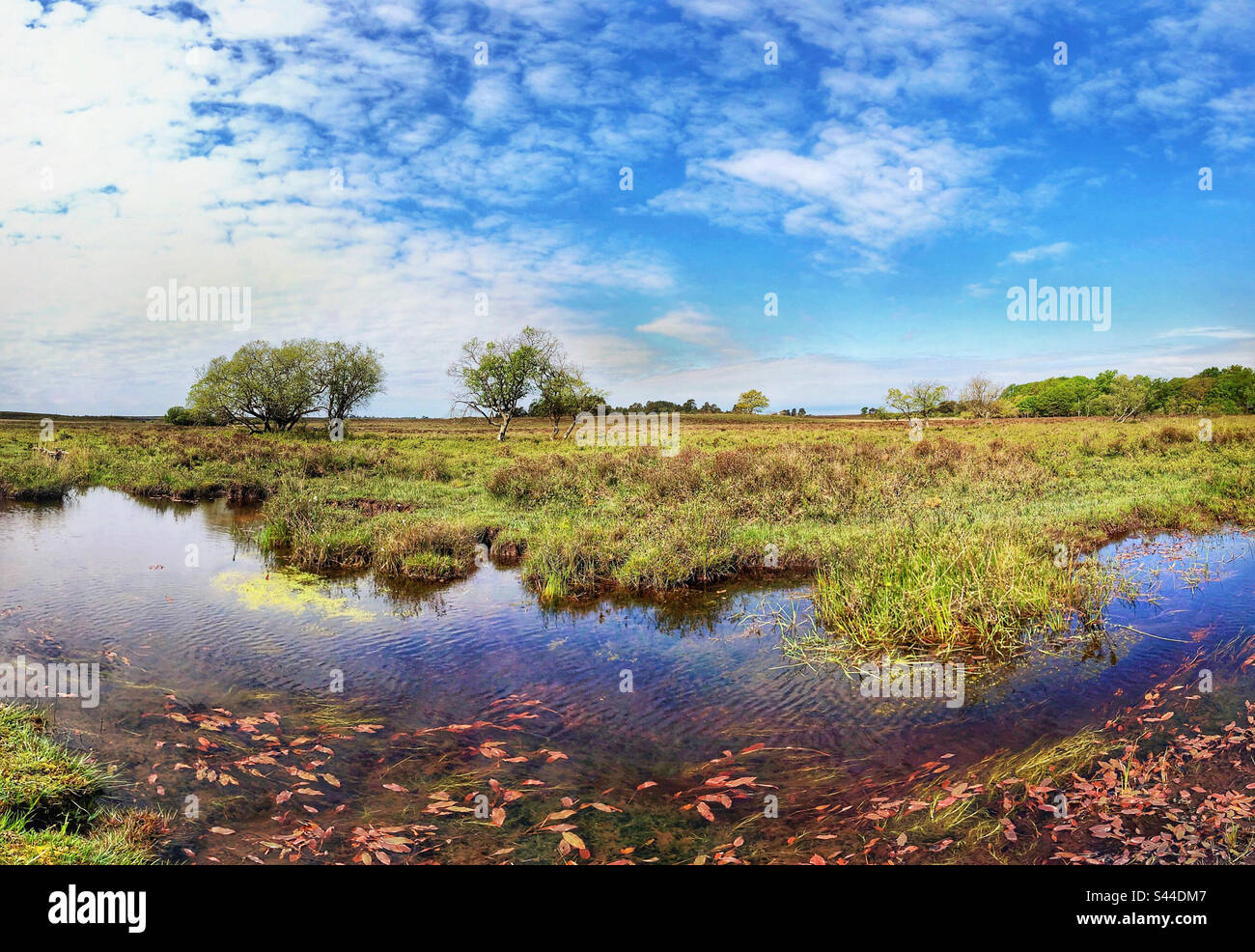 Bogs and wetland In springtime at the New Forest National Park ...