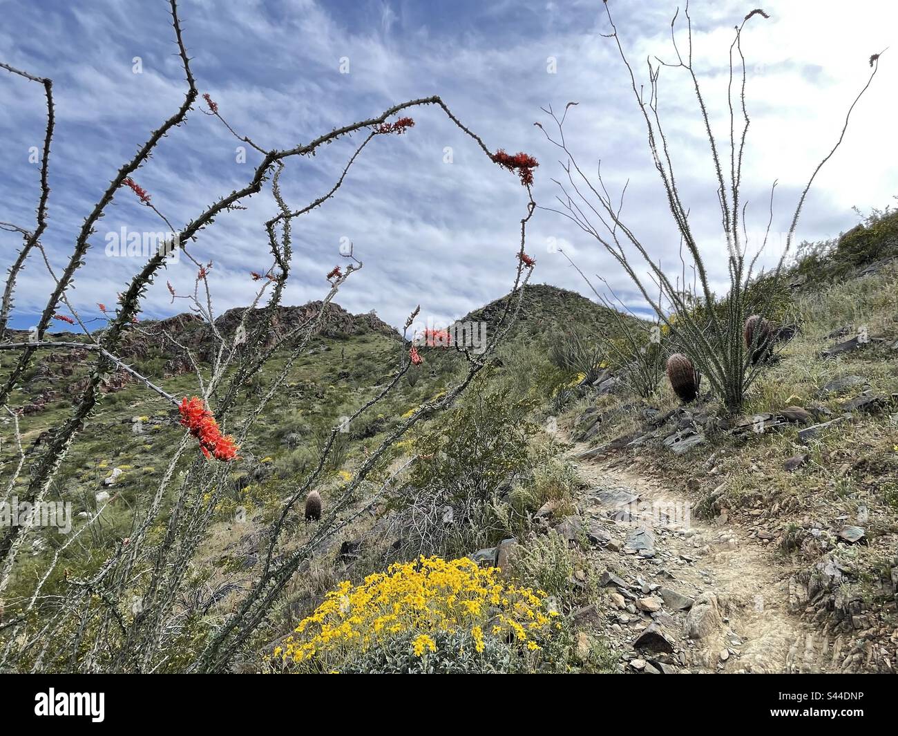 Phoenix Mountains Preserve trail in spring, brittle bushes lined trail ...