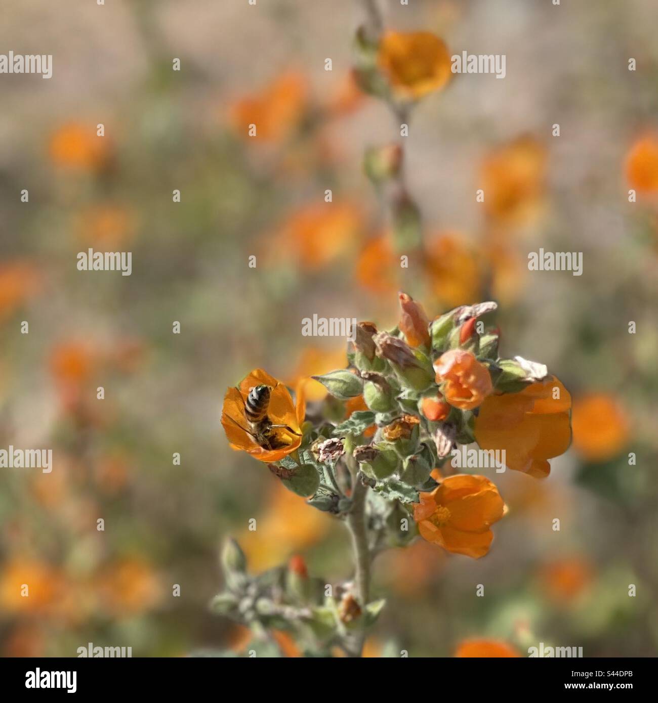 Bee gathering pollen, bright orange globe mallow flowers, wildflowers ...