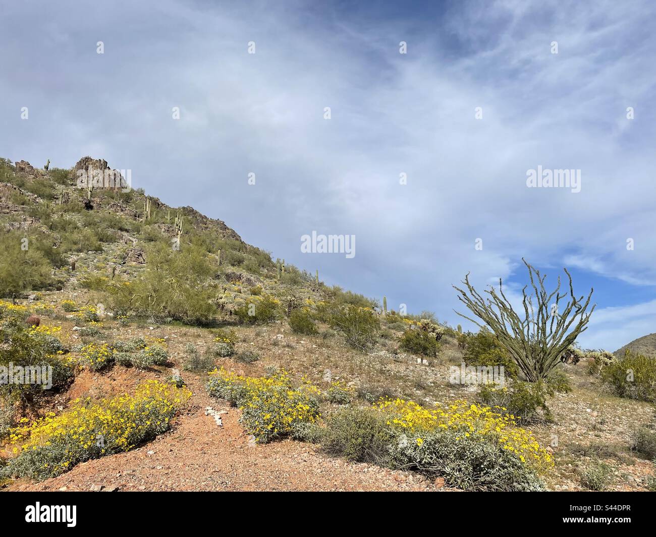 White quartz rocks marking red mine tailings, lined with bright yellow ...