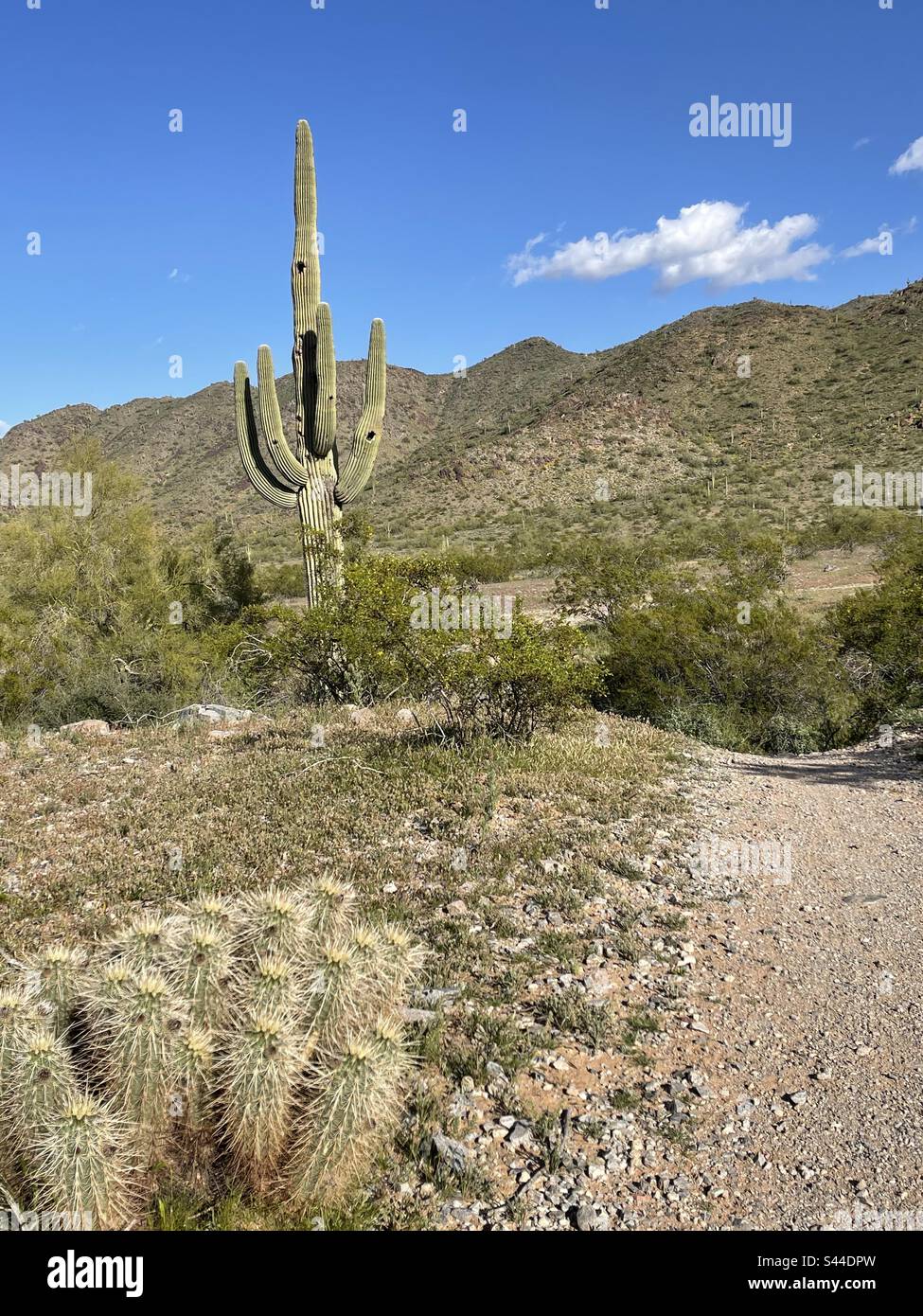 Giant Saguaro cactus, hedgehog cacti, Palo verde trees line hiking ...