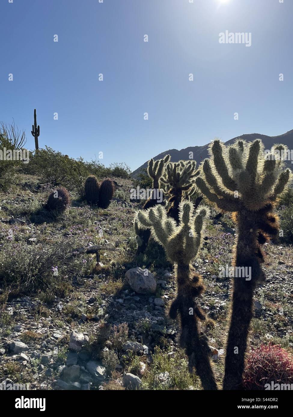 Backlit spiny cholla cactus, Saguaro sentinel on ridge, barrel cacti ...