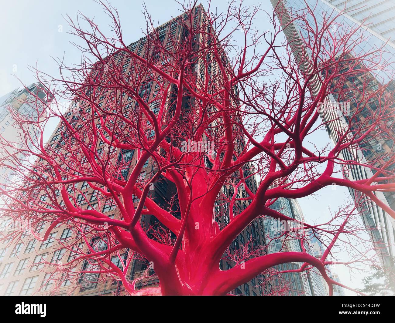 York tree hi-res stock photography and images - Alamy