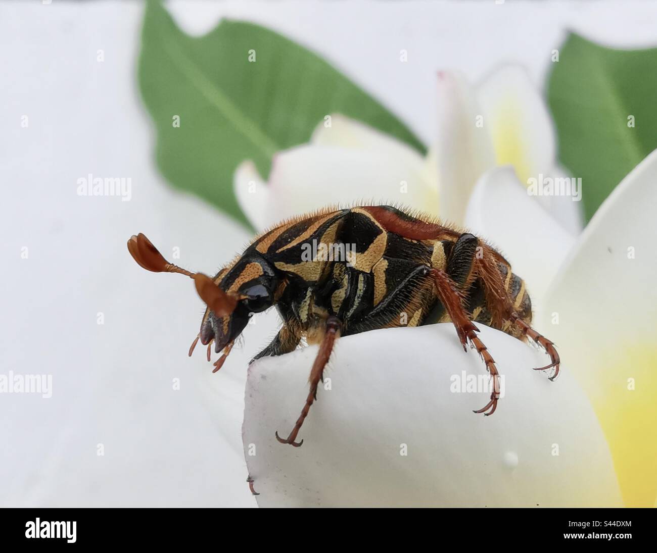 Chafer bug hi-res stock photography and images - Alamy