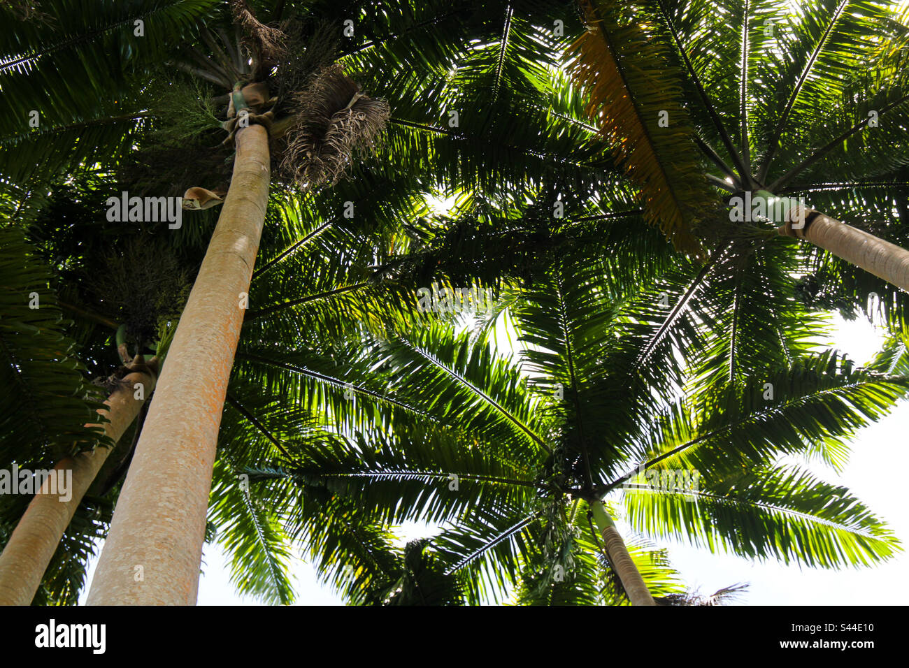 Tree canopy pattern hi-res stock photography and images - Alamy