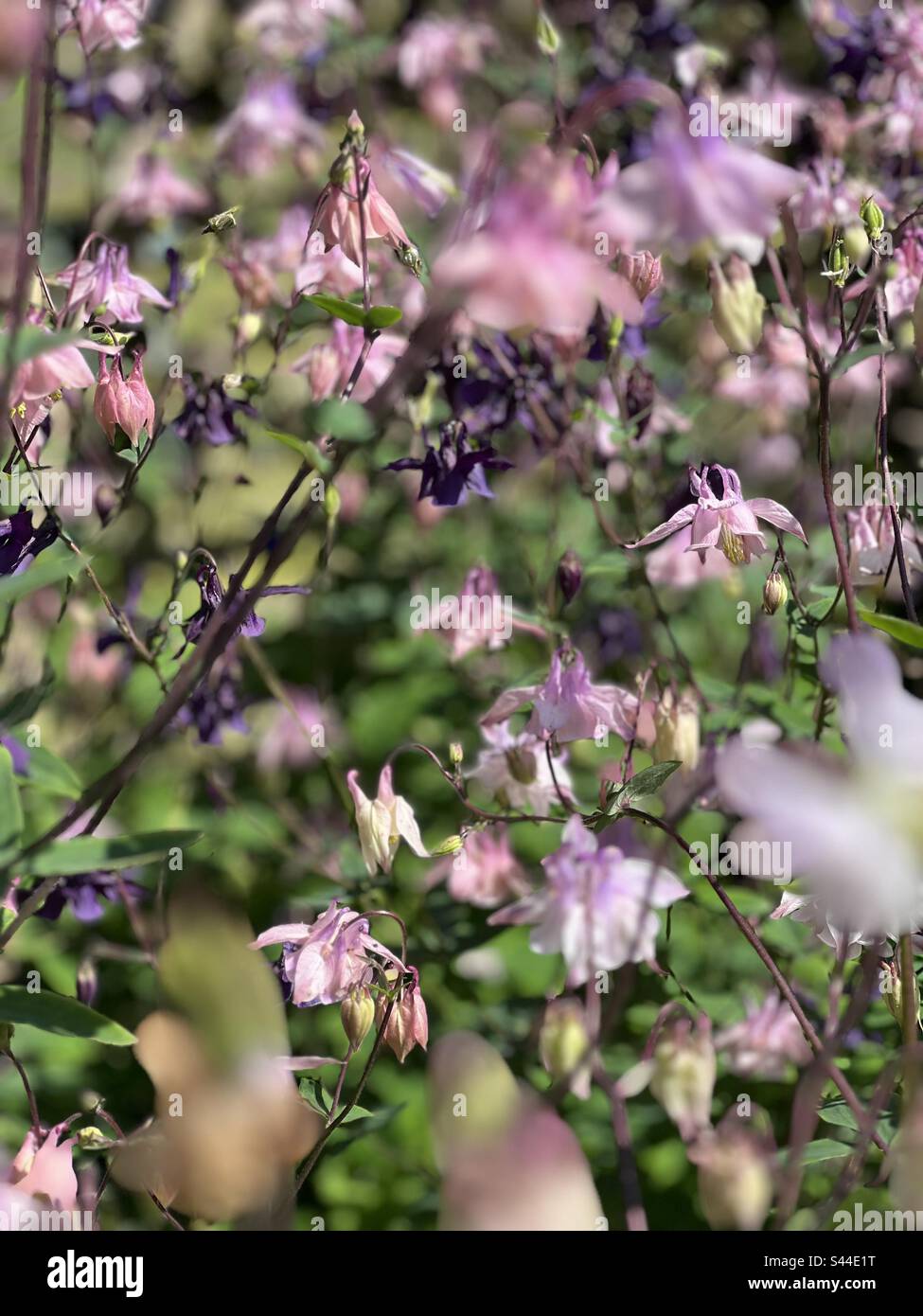 Pink aquilegia hi-res stock photography and images - Alamy