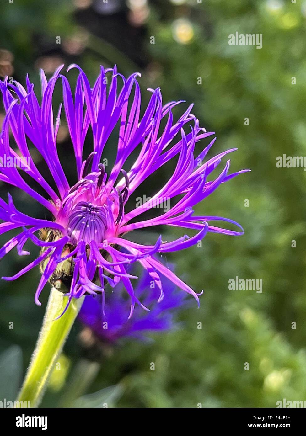 Vivid purple centaurea montona cornflower Stock Photo - Alamy