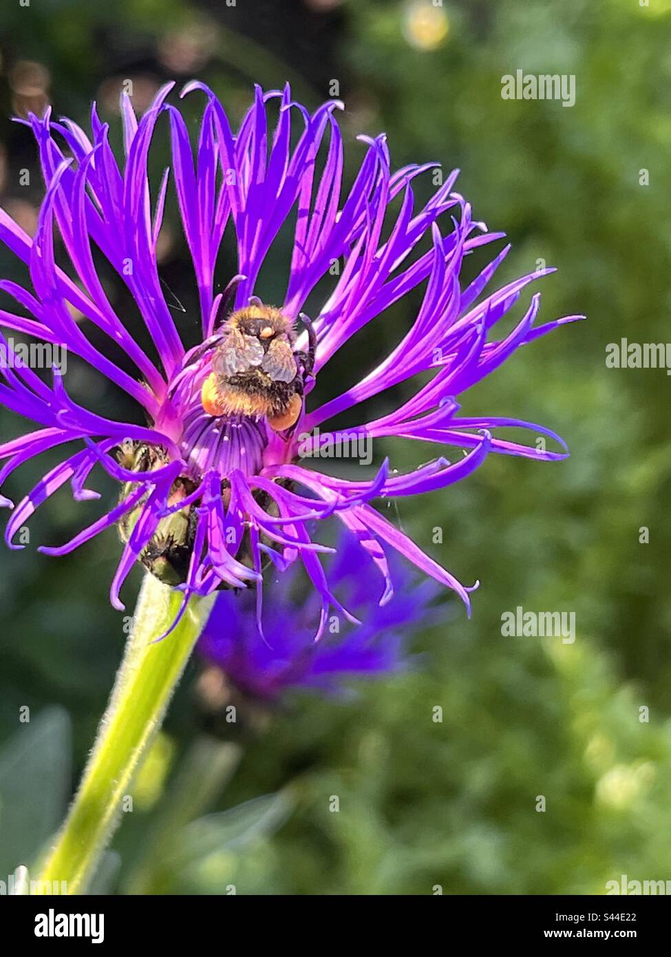 Inside a centaurea flower hi-res stock photography and images - Alamy