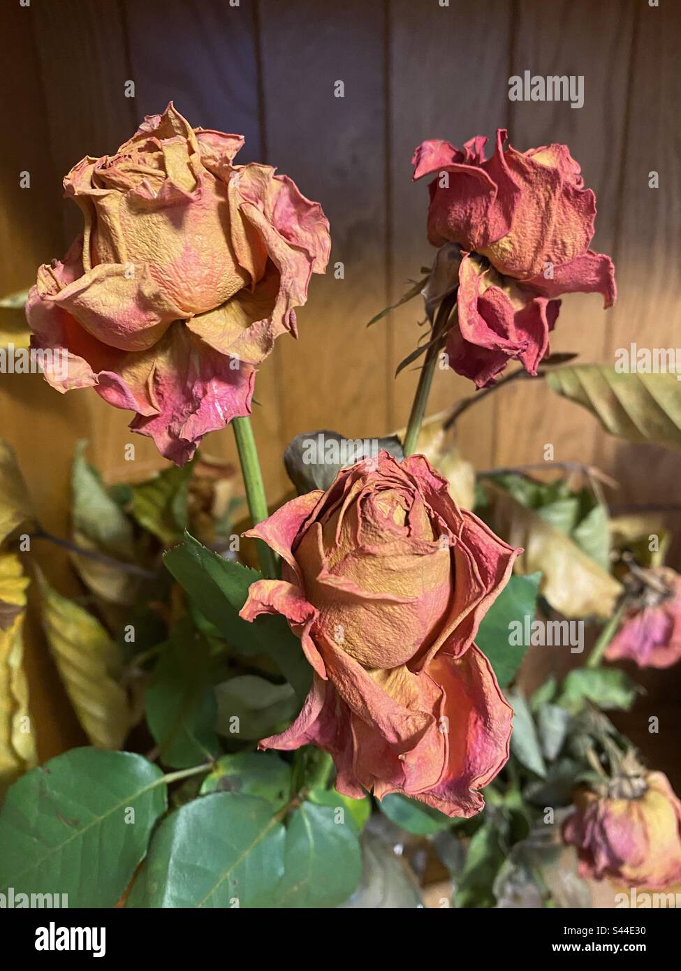 Bunch of withering flowers hi-res stock photography and images - Alamy