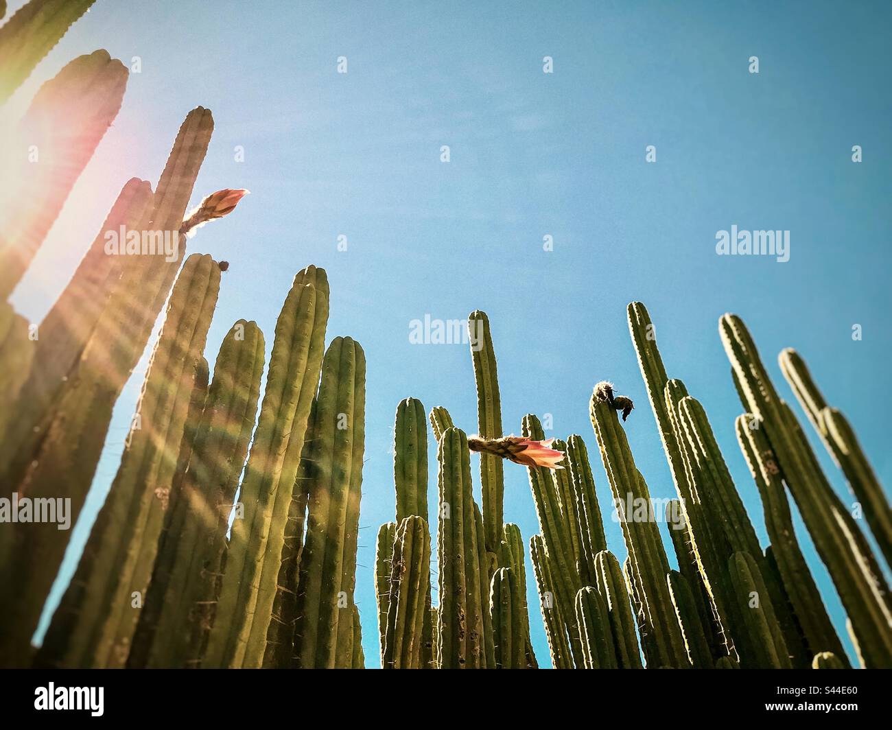 Low angle view of many tall cacti stems against blue sky with sunbeam and lens flare. Flowering ...