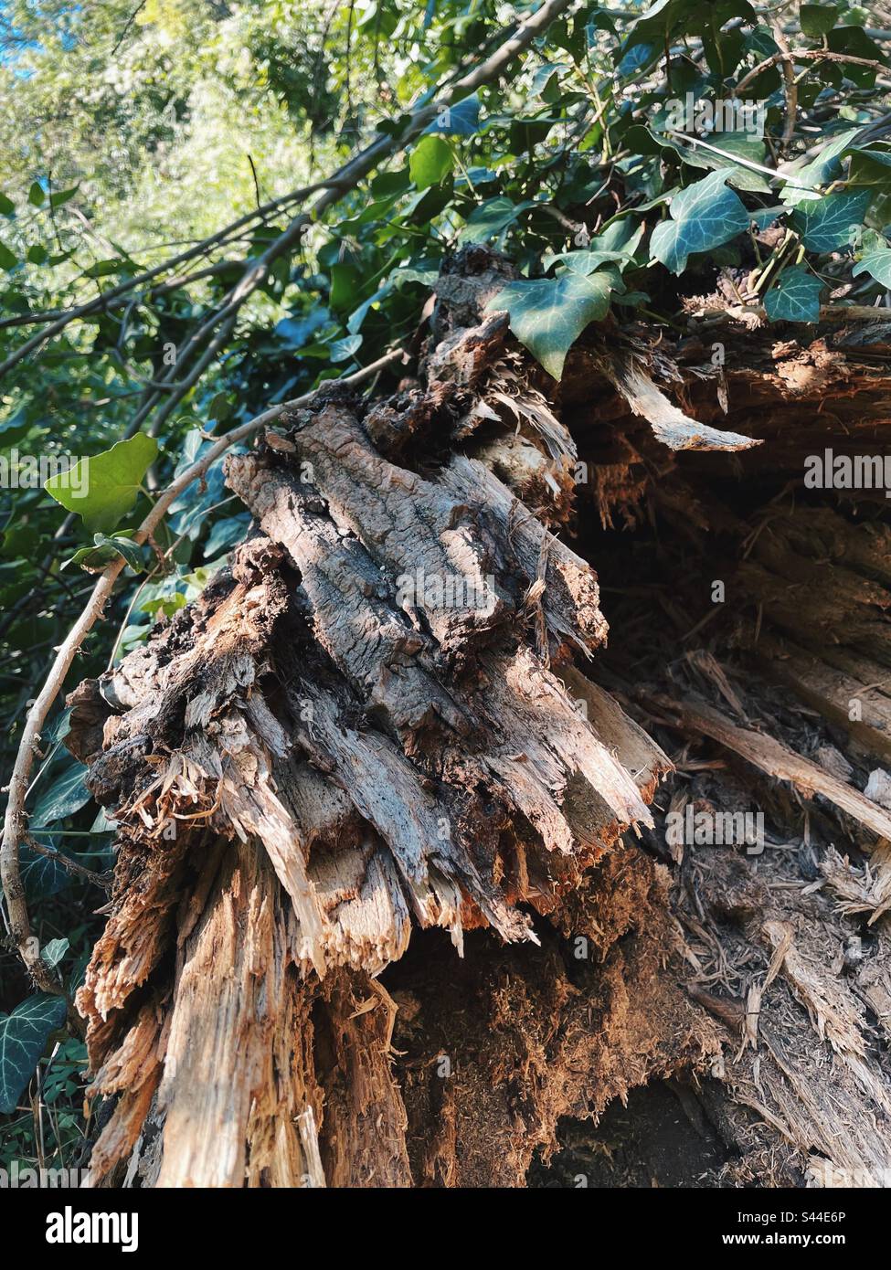 Inside of tree hi-res stock photography and images - Alamy