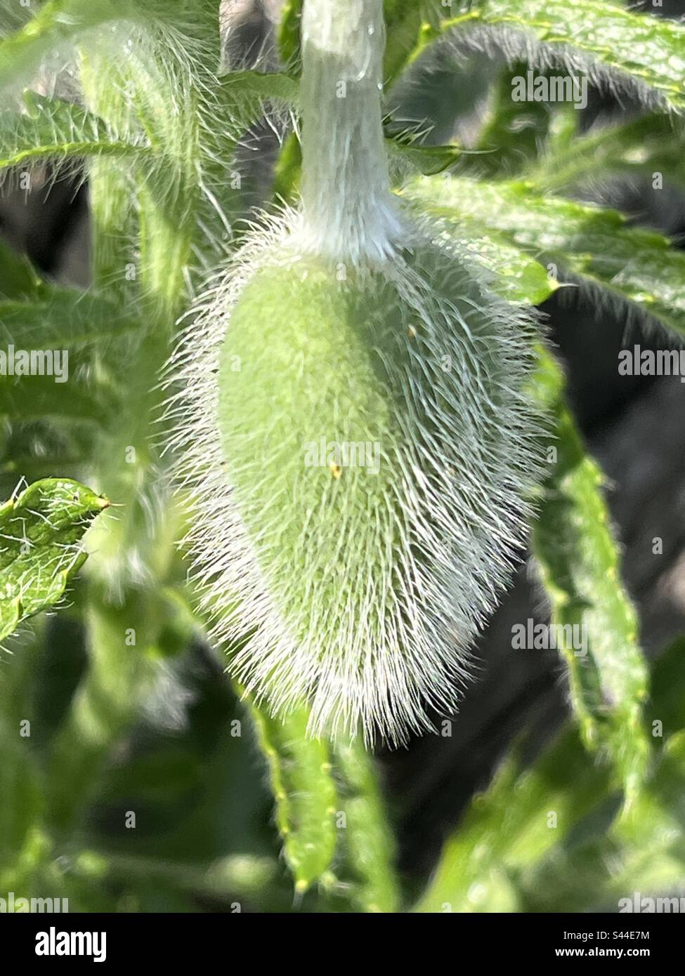 Blooming prickly poppy hi-res stock photography and images - Alamy