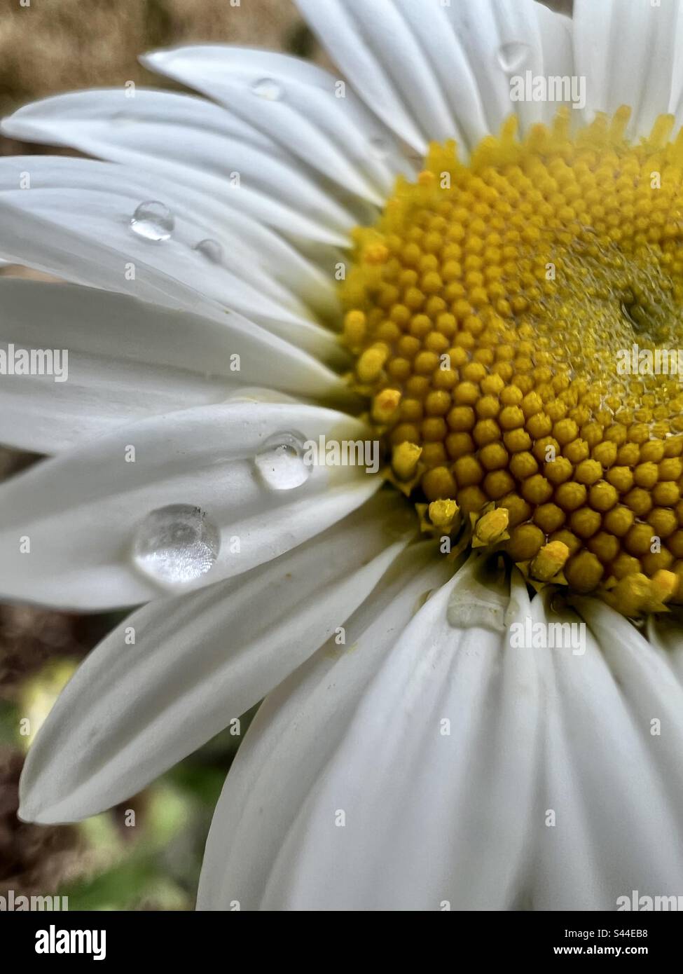 White flower with rain hi-res stock photography and images - Alamy