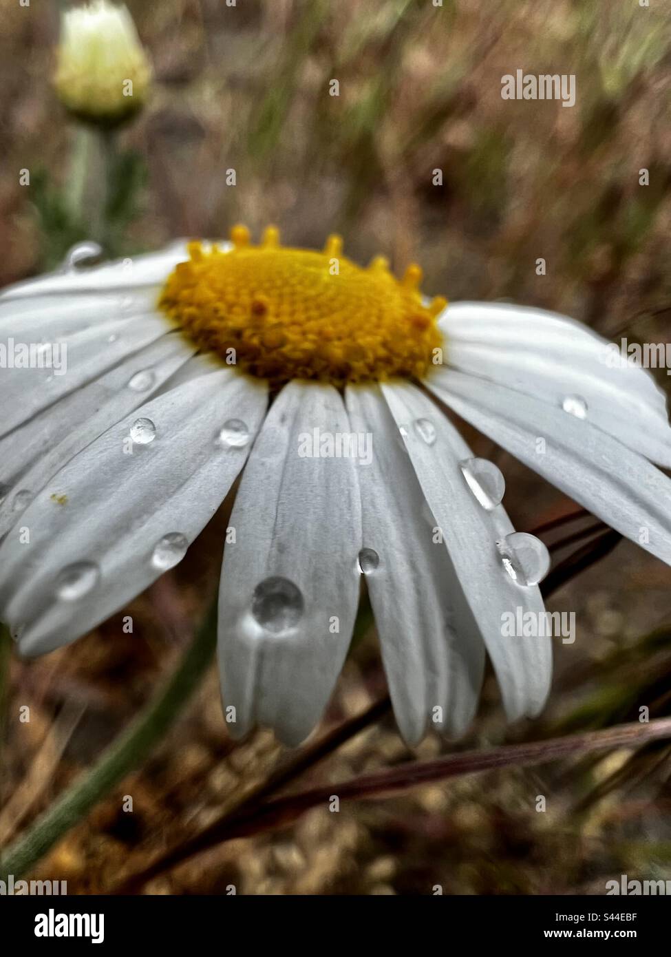 White flower with rain hi-res stock photography and images - Alamy