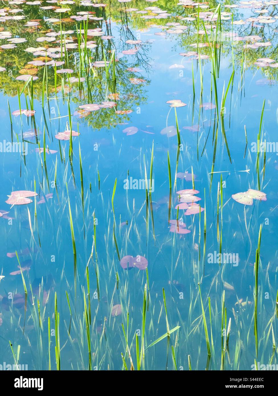 Lily Pond Images at Lara Caley blog
