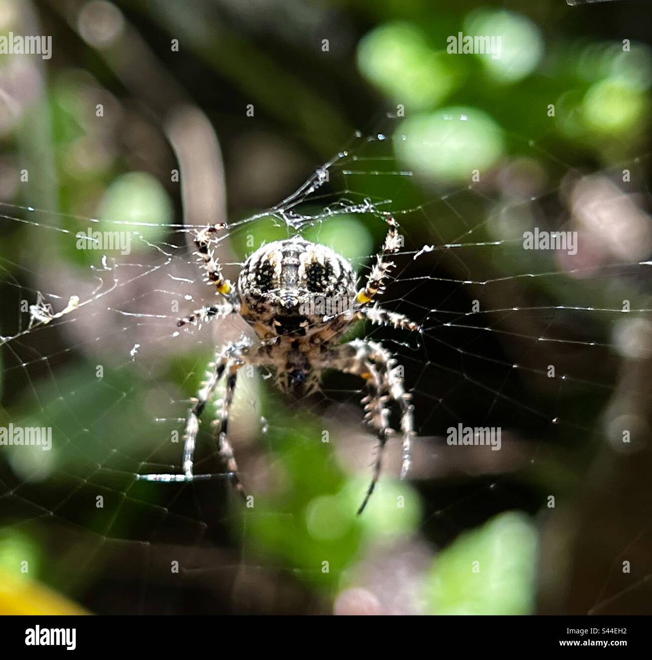 Spider work hi-res stock photography and images - Alamy