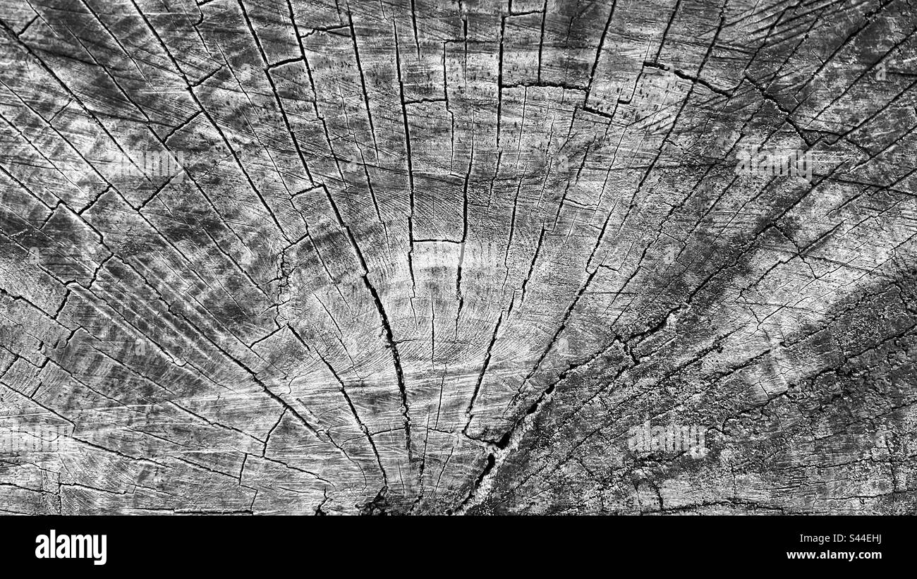 The tree was cut Black and White Stock Photos & Images - Alamy