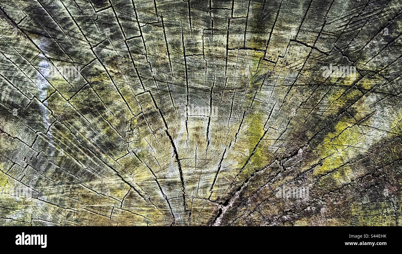 Tree cut hi-res stock photography and images - Alamy