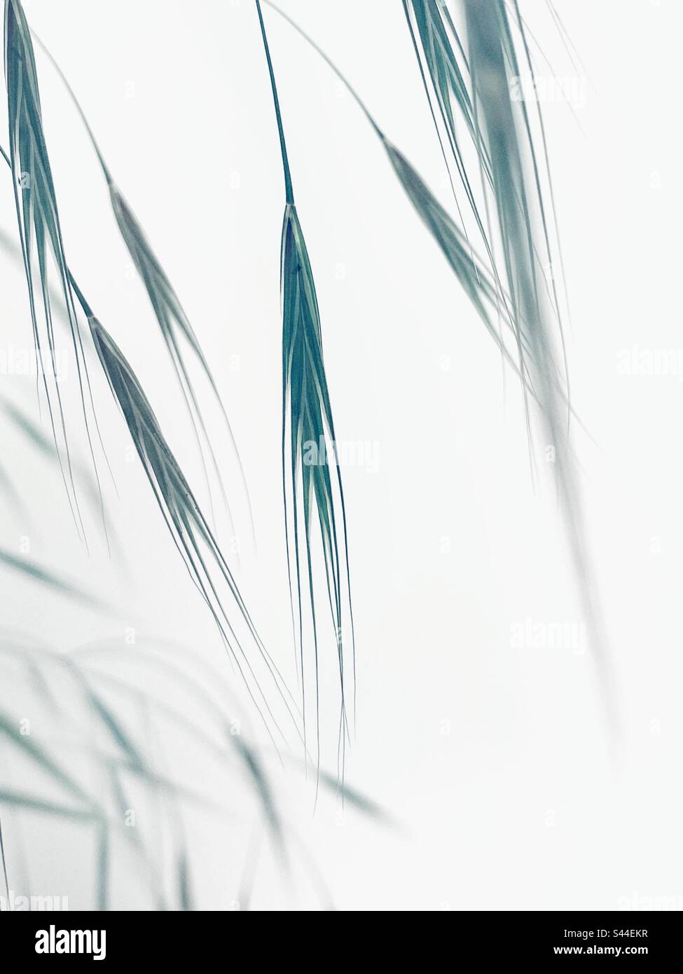 Contrasting grasses hi-res stock photography and images - Alamy