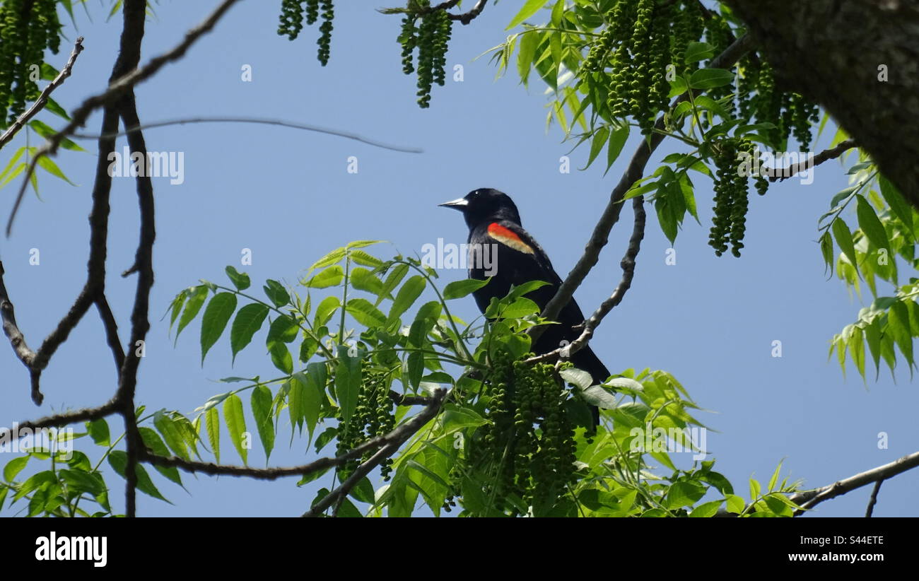 I made this picture of a Red-winged Blackbird which is sitting in a ...