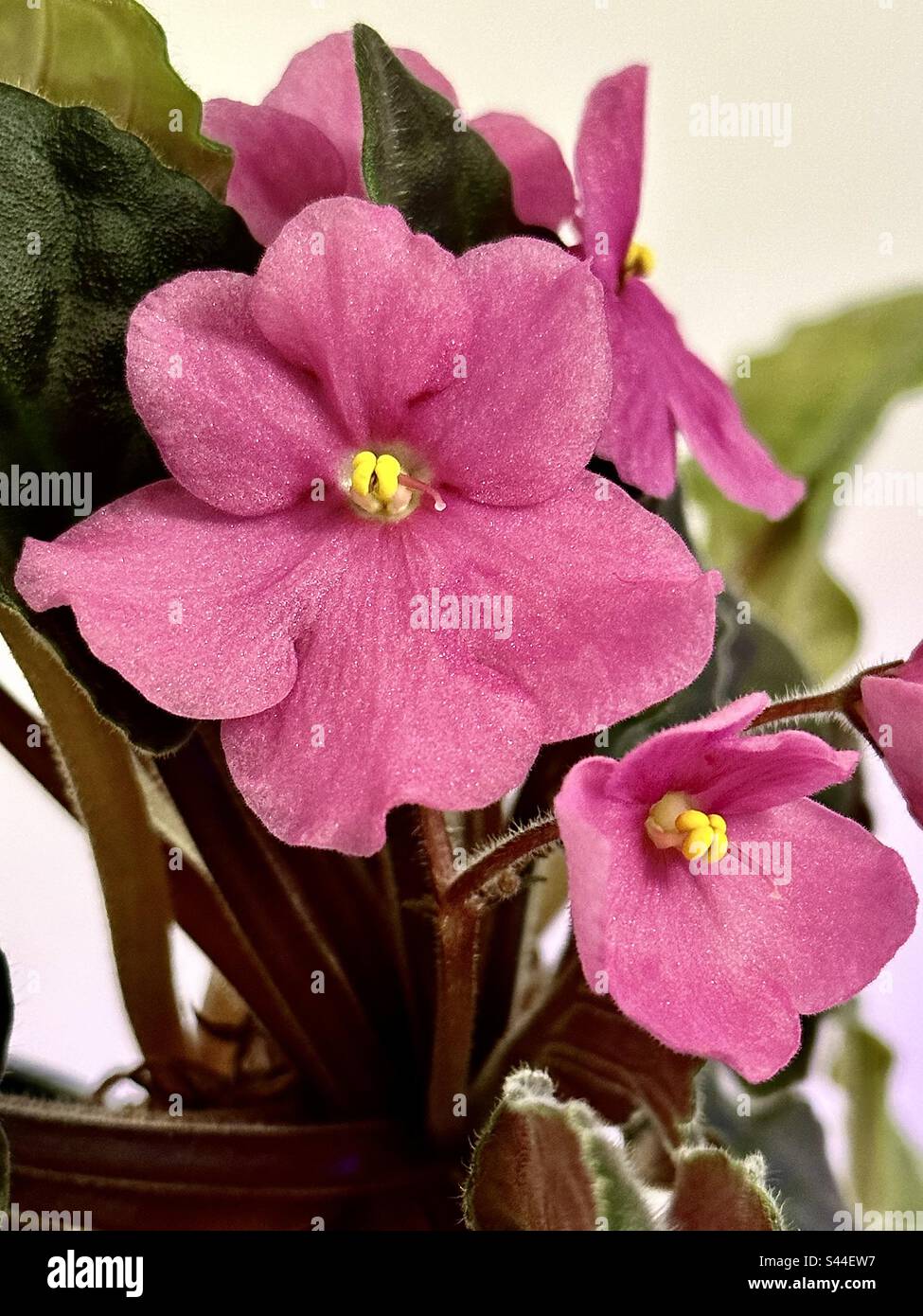 Violet pink flower hi-res stock photography and images - Alamy