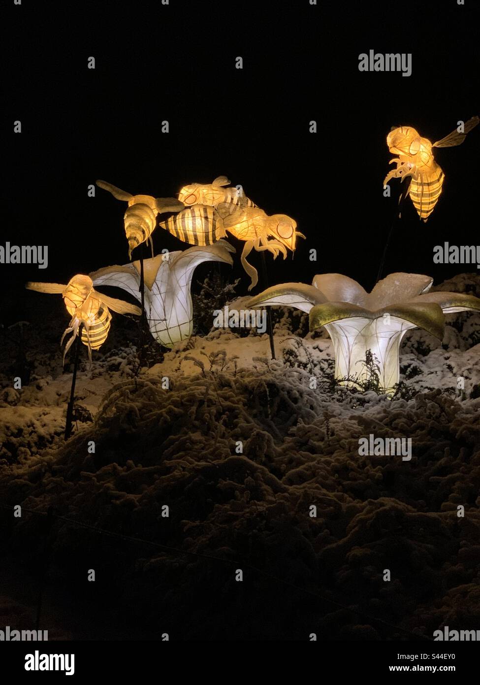 Bee lanterns at night in the snow. Take at Glow Wild, Wakehurst Place ...