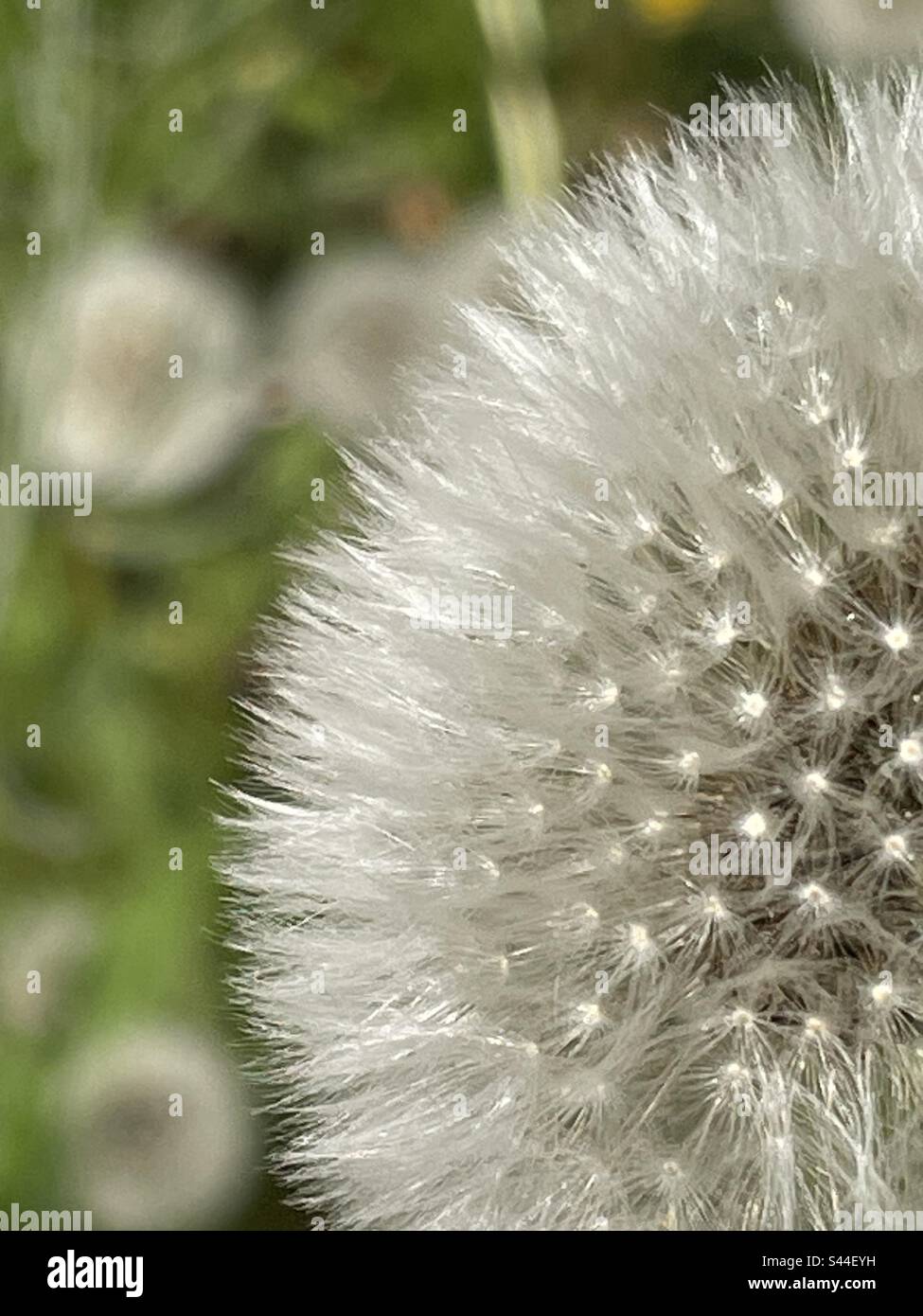 000 seeds on one plant hi-res stock photography and images - Alamy