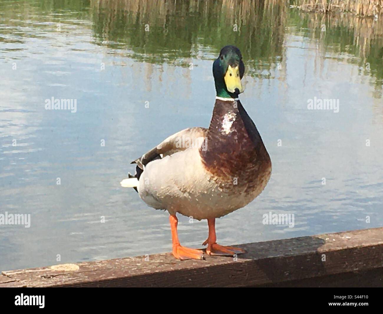 Happy duck hi-res stock photography and images - Alamy