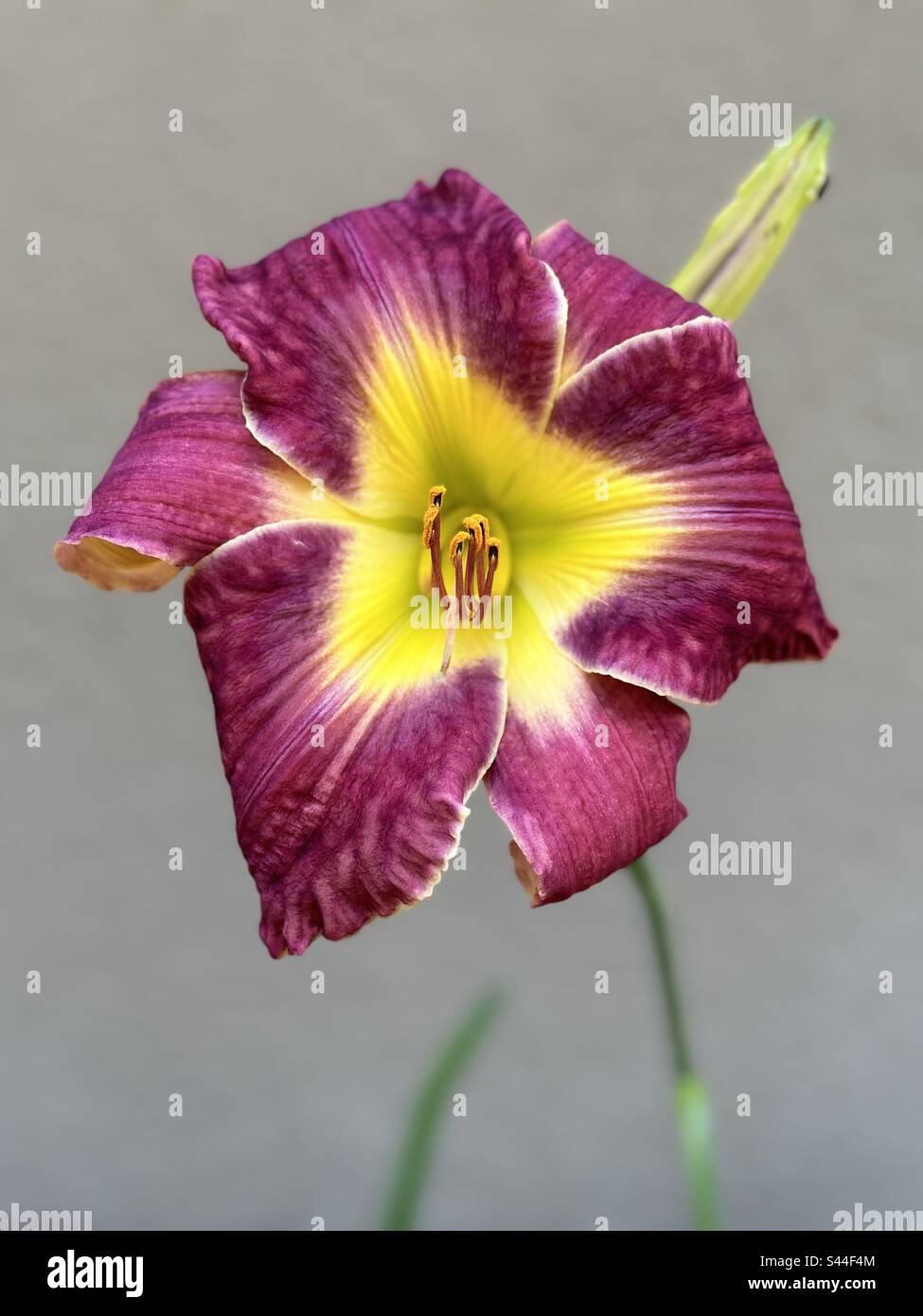 Maroon lily with yellow center Stock Photo - Alamy