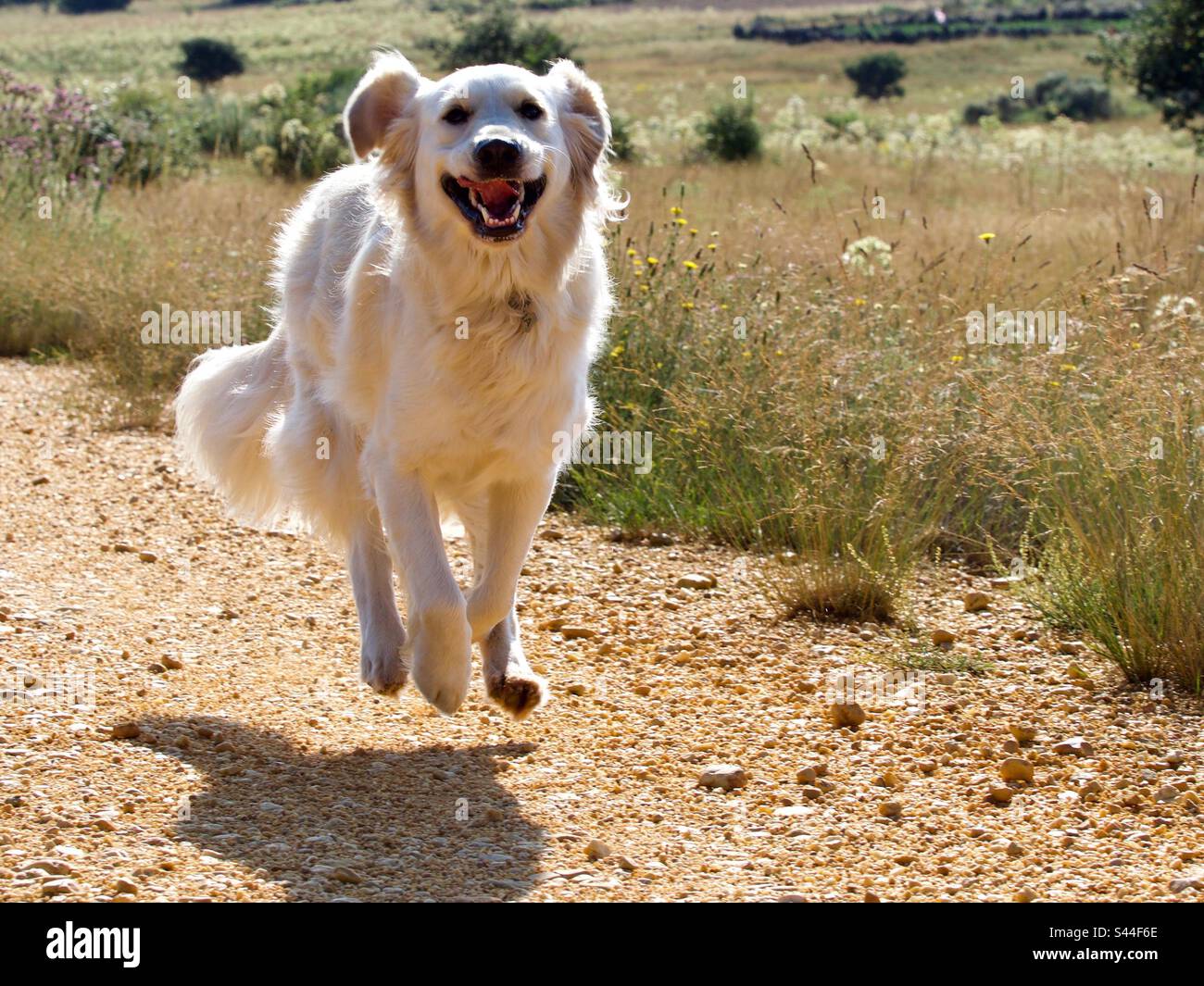 Smiling dog hi-res stock photography and images - Alamy