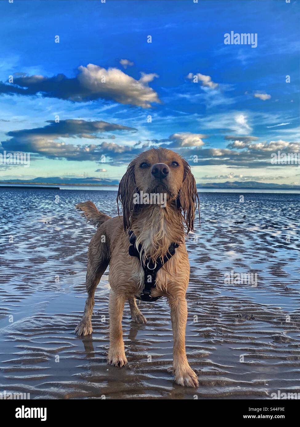 Scottish beaches hi-res stock photography and images - Alamy