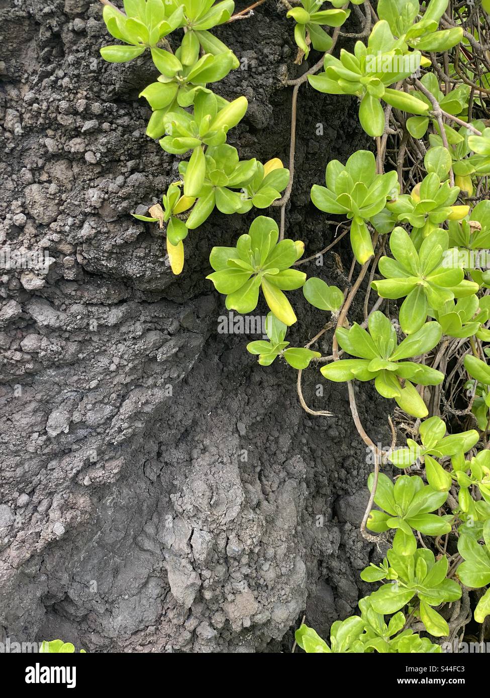 Contrasting greenery hi-res stock photography and images - Alamy