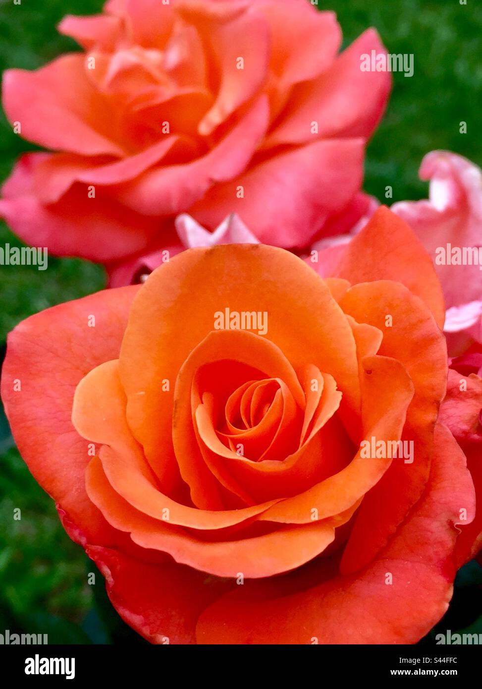 Petalos rosa hi-res stock photography and images - Alamy