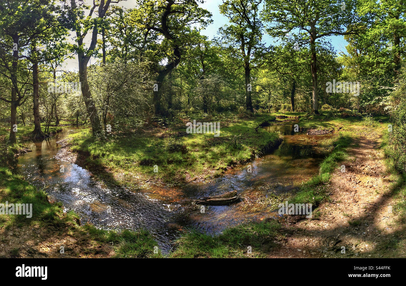 Stream in springtime winding through a ancient forest In Hampshire ...