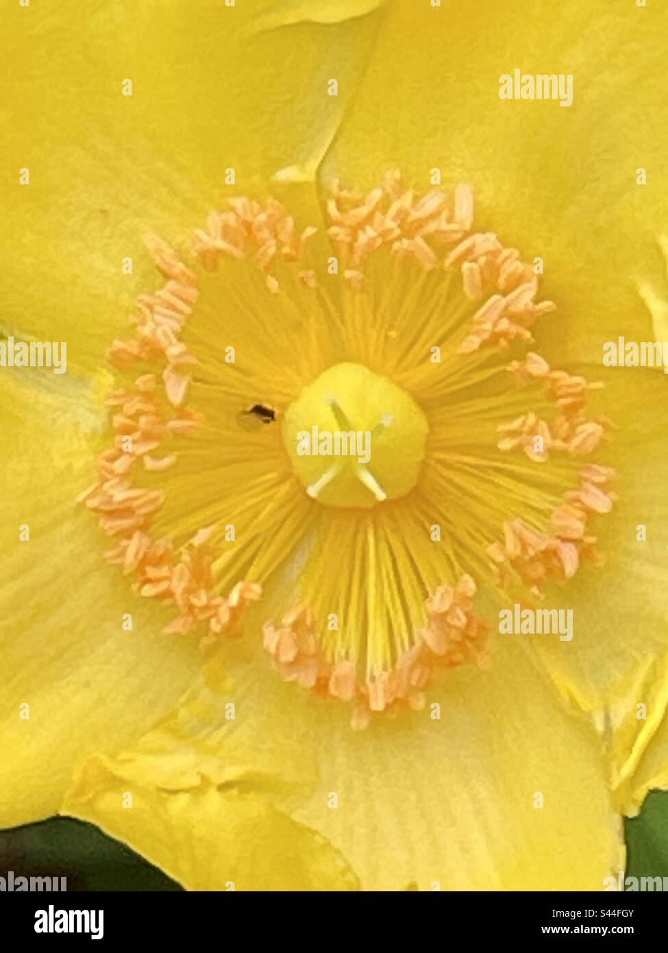 Yellow flower. Close view Stock Photo - Alamy