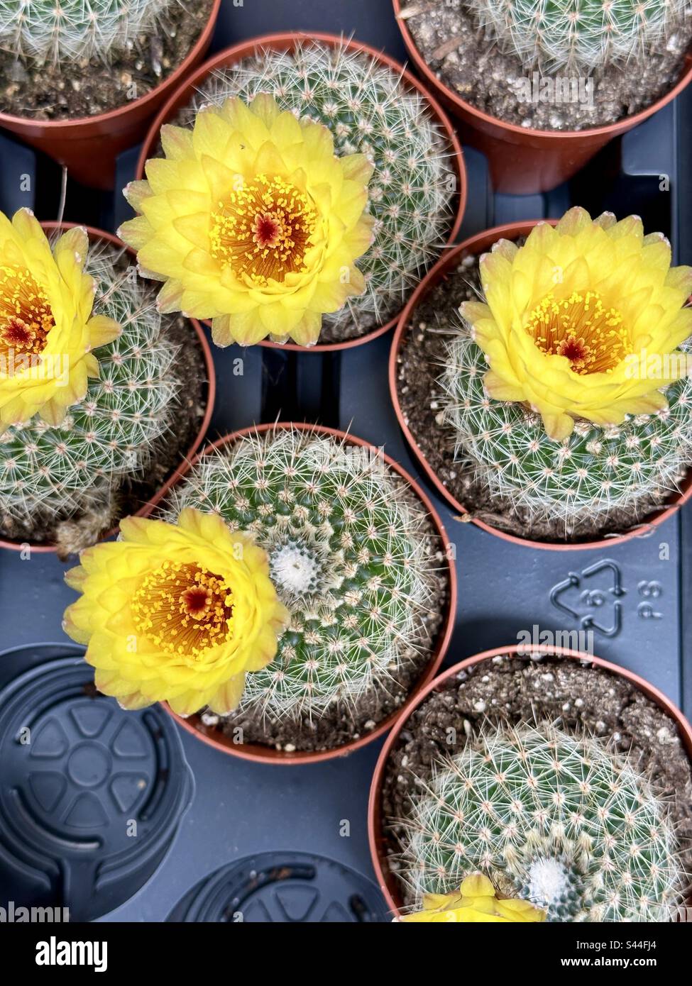 Cacti in flower Stock Photo - Alamy