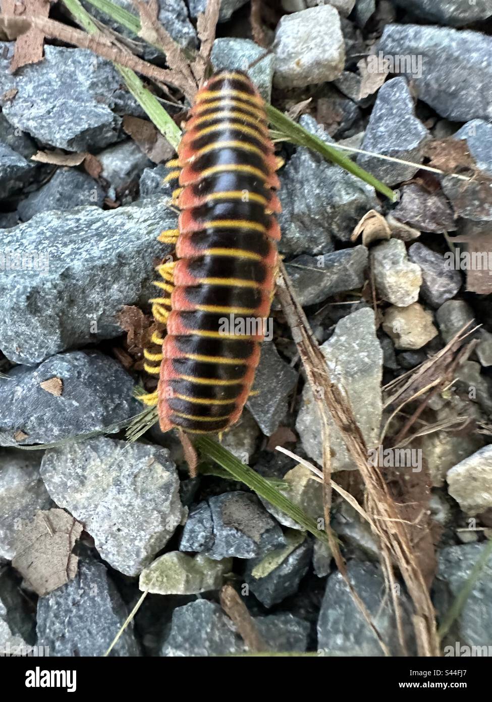 Millipede bug hi-res stock photography and images - Alamy