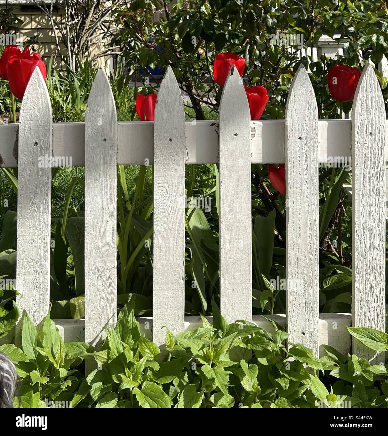 Fence roses hi-res stock photography and images - Alamy