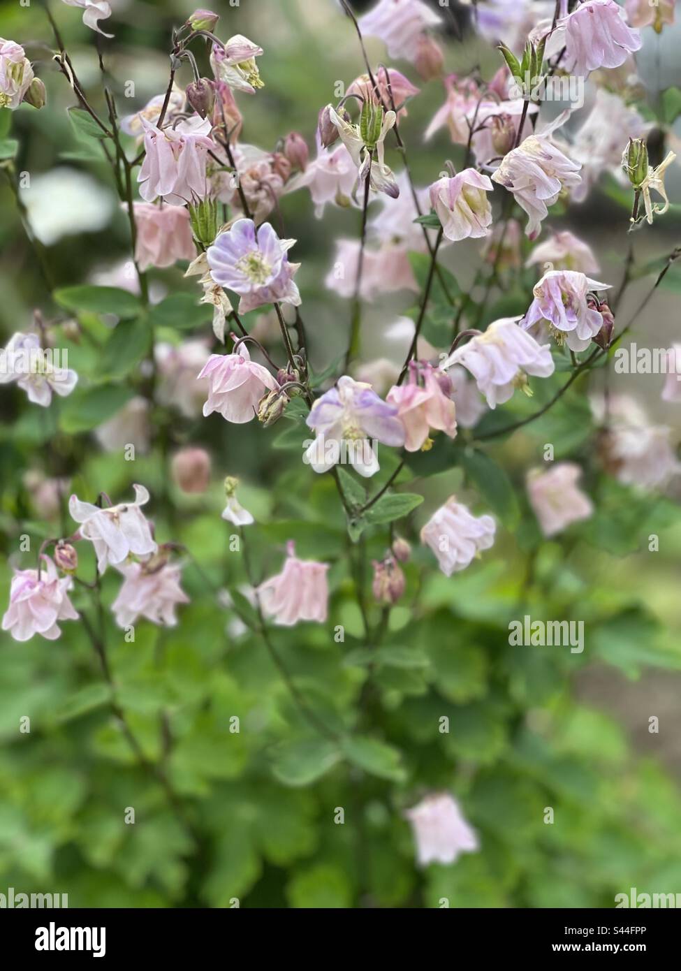 aquilegia pink flower with green background Stock Photo - Alamy
