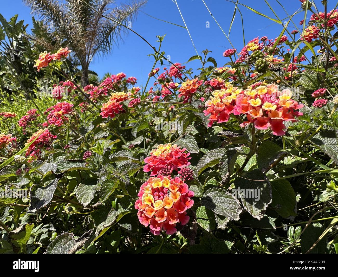 Common lantana flowers Stock Photo - Alamy