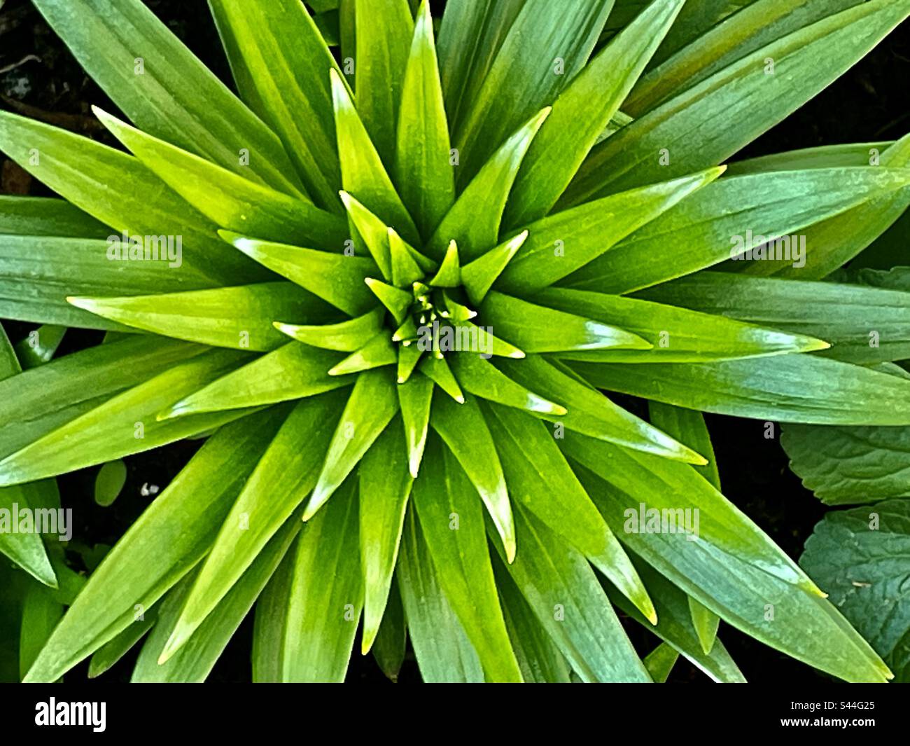 Shiny leaves hi-res stock photography and images - Alamy