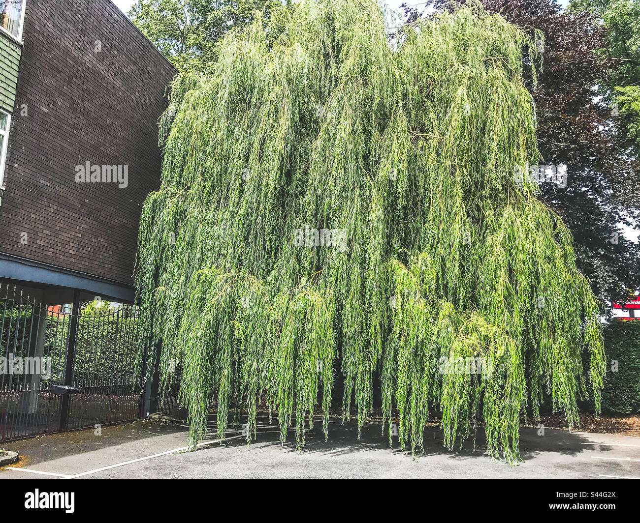 Overgrown nature hi-res stock photography and images - Alamy