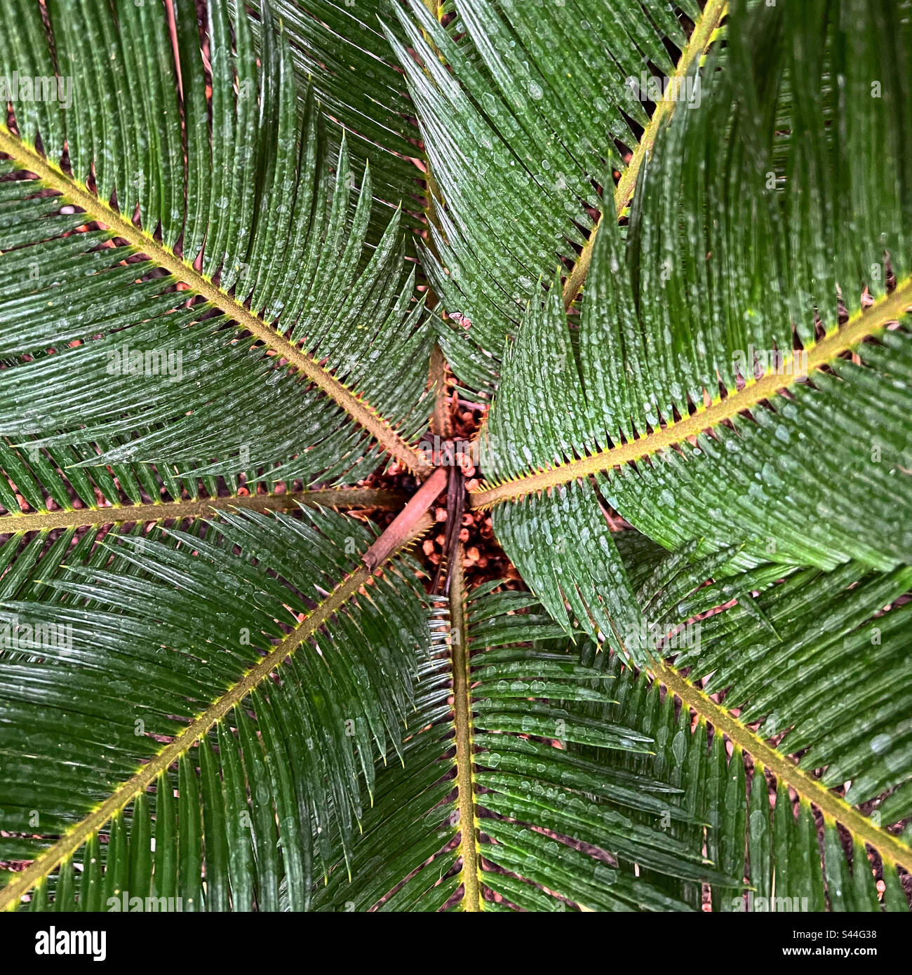 Palmplant hi-res stock photography and images - Alamy
